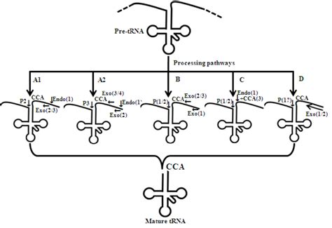 TRNA Processing Pathways In Different Bacterial Species A TRNA Download Scientific Diagram