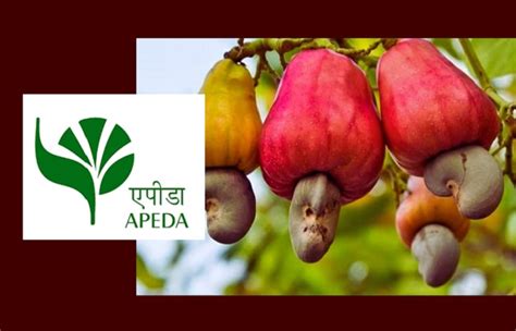 Andhra Pradesh Apeda To Celebrate Cashew Day 2023 In Visakhapatnam