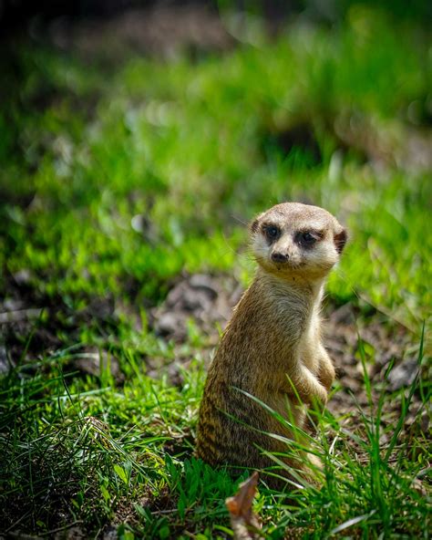 Understanding Interfaces And Polymorphism In Go By Spike Burton Medium