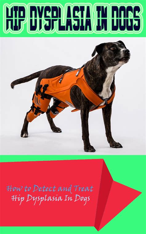 Buy Hip Dysplasia In Dogs How To Detect And Treat Hip Dysplasia In
