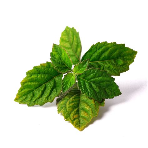 Three Main Categories Of Essential Oil Top Middle Base Notes