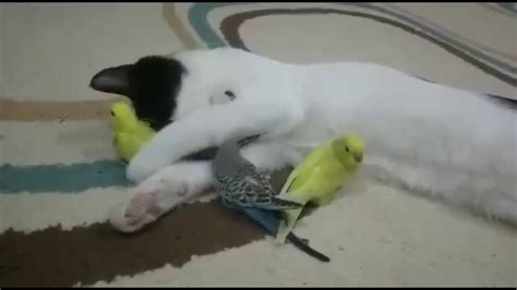 Funny Cat Reactions Compilation Youtube