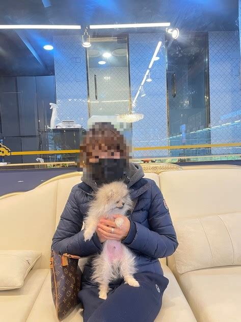 포메라니안 보리 포메라니안종류 말티즈종류 말티푸종류 푸들종류 먼치킨종류 랙돌종류 브리티쉬숏헤어종류 스코티쉬폴드종류 러시안블루종류