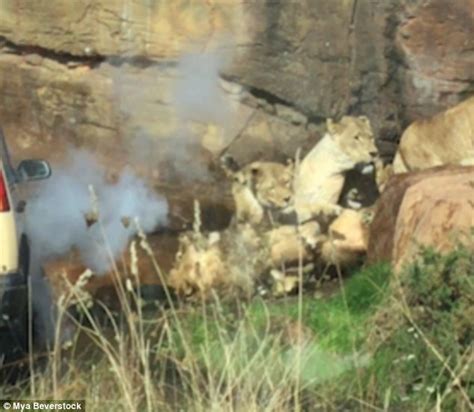 Pride Of Nine Lionesses Attack Lion In Front Of Shocked Safari Park
