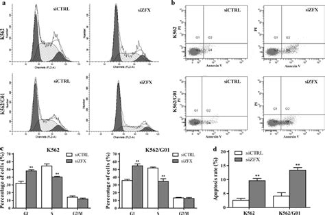 Impact Of Zfx Expression On Cell Cycle And Apoptosis Flow Cytometry Of