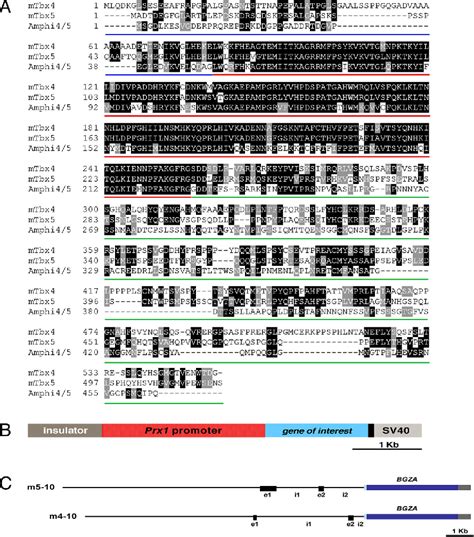 Figure 1 From Tbx45 Gene Duplication And The Origin Of Vertebrate