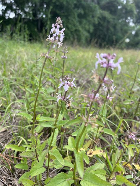 Flowering Groundcovers Beyond Just Grass Ufifas Extension Marion County