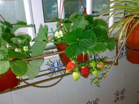 La Naturaleza En Tu Hogar Conciencia Social Para La Naturaleza Y La