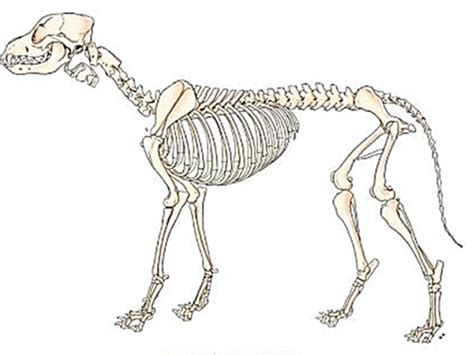 Axial Skeleton 2 Vertebral Column Flashcards Quizlet