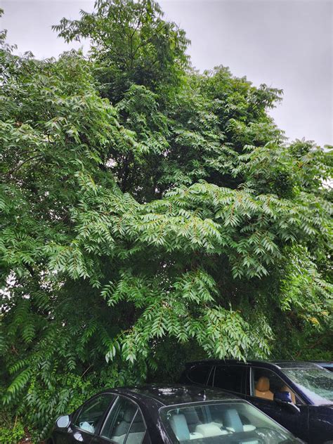Invasive Plant Factsheet Tree Of Heaven Ailanthus Altissima