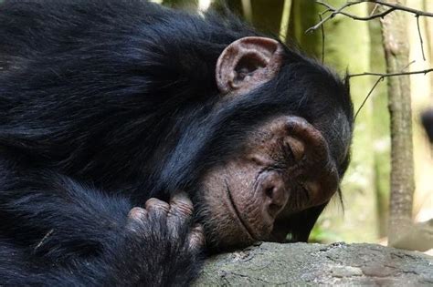 事实证明，黑猩猩的床比人的更干净！