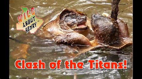 Clash Of The Titans — Epic Snapping Turtle Battle Youtube