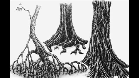 How To Draw A Tree Roots