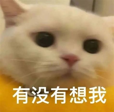 表情包 有没有想我