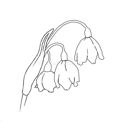 Snowdrops Illustration In Vector Black And White Spring Flowers Outline Of Flowers Stock