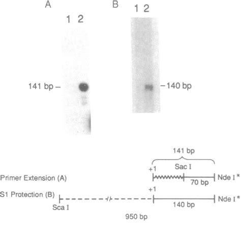 Figure 3 From Organ Specific Transcripts Of Different Size And