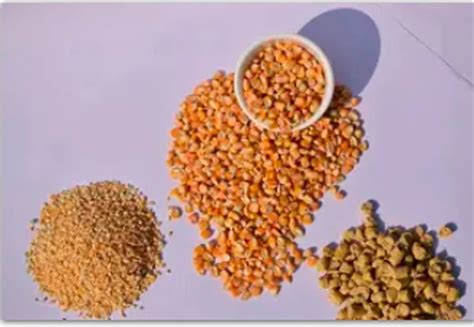 Organic Maize Kernels At Best Price In Jaipur By Unique Organics Ltd