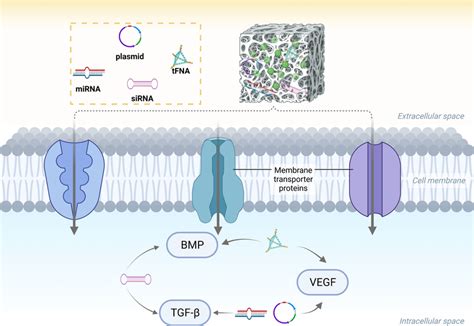Schematic Representation Of Target Of Nucleic Acid Following Delivery
