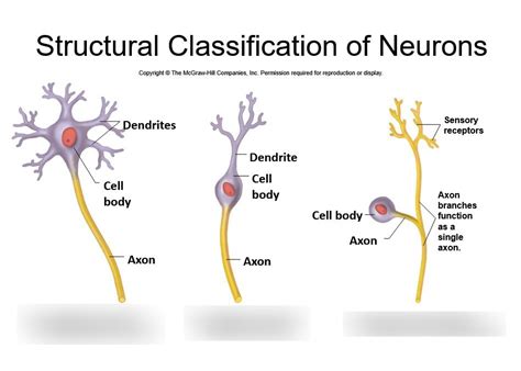 Aandp1 The Nervous System Structural Classification Of Neurons Diagram Quizlet
