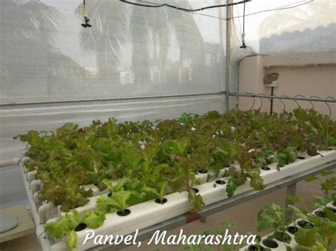 Upvc Flat Bed Nft Hydroponic System 200 Planter Semi Automatic Size
