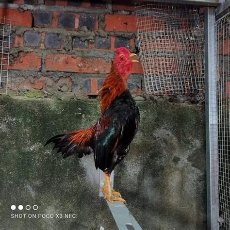 Chợ Gà Tre Cộc Tít Ba Miền