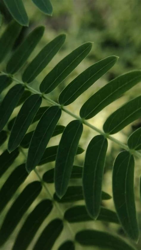有关下雨 分支機構 圖案 多雨的 工厂 微妙 慢动作 慢動作 新鮮 景深 模糊 樹 樹葉 水滴 浅焦点 濕