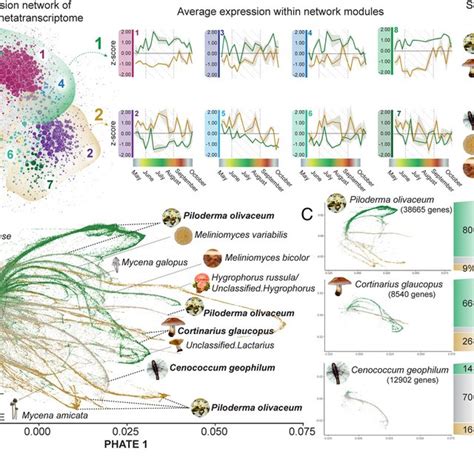 Remodeling Of Fungal Community Metatranscriptome In Samples From Nl And Download Scientific