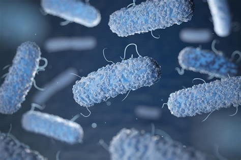 Penyakit Yang Disebabkan Oleh Bakteri Salmonella Typhi Adalah Homecare24