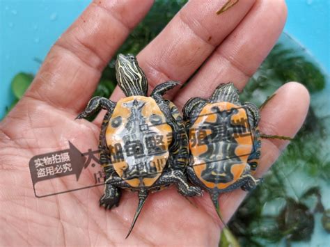 外塘东部锦龟西锦龟小乌龟深水观赏西锦水龟西部锦龟养殖场批发 阿里巴巴