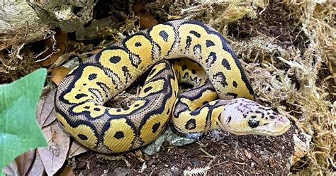 Are Ball Pythons Venomous Find Out At
