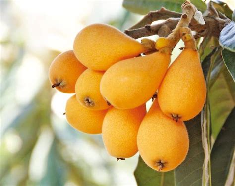 내 고장 유월은 비파가 익어가는 시절…[고두현의 문화살롱]