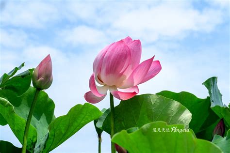 新北賞荷來淡水屯山里荷花田悠閒賞花 遇見天使 Angela