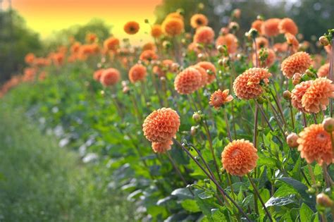 African Marigold Plant Care Growing Guide Artofit