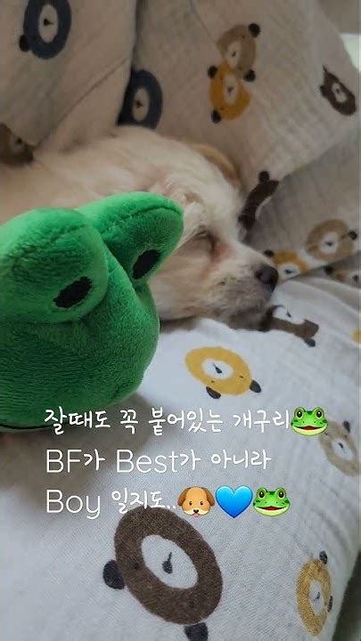 어쩌면 뚜비의 남자친구 개구리🐸💙🐶 Youtube