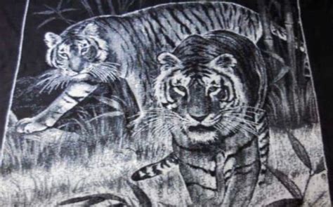 Cobija De Tigre Origen De Los Cobertores De San Marcos FG TELEVISION