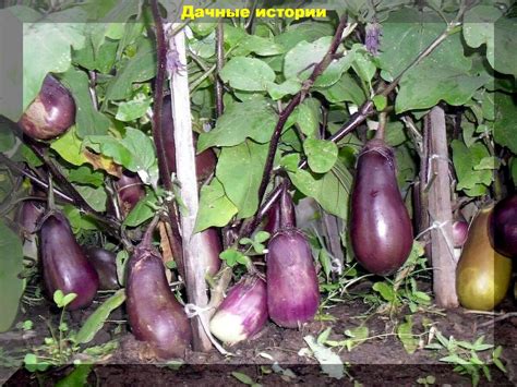 Важные нюансы успешного выращивания баклажанов: как даже новичку ...