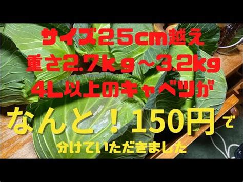 60代夫婦ぶらり若松潮風キャベツ田中さんち YouTube