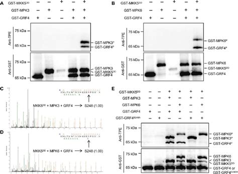 Mpk3 And Mpk6 Share The S248 Phosphorylation Site Of Grf4 A And B In