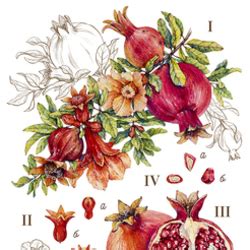 Иллюстрация Гранат в стиле реализм | Illustrators.ru