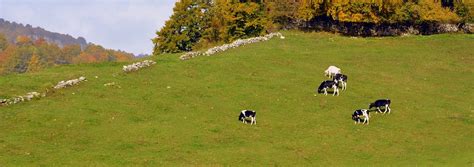 Micks 5 Simple Rules For Staying Safe Killer Cows