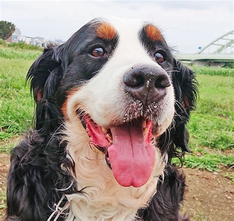 大型犬もふもふがたまらない！ Fc2まとめ