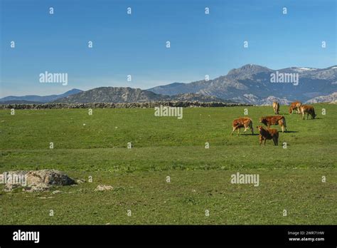 A Green Grass Field With Cows In Limousine Class Grazing Peacefully