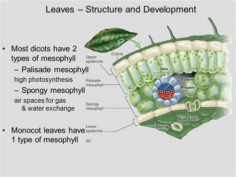 What Is Spongy Mesophyll And Palisade Mesophyll Socratic