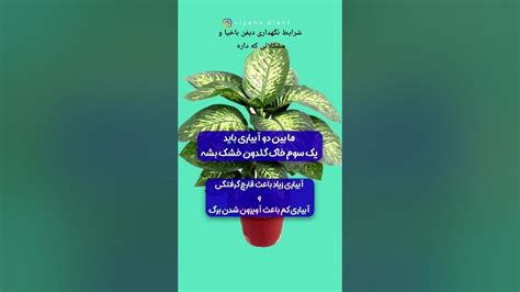دیفن باخیا گیاه مقاومی هست بشرطی که نور خوب ، تهویه هوا ، خاک سبک و شرایط کود دهی براش فراهم بشه