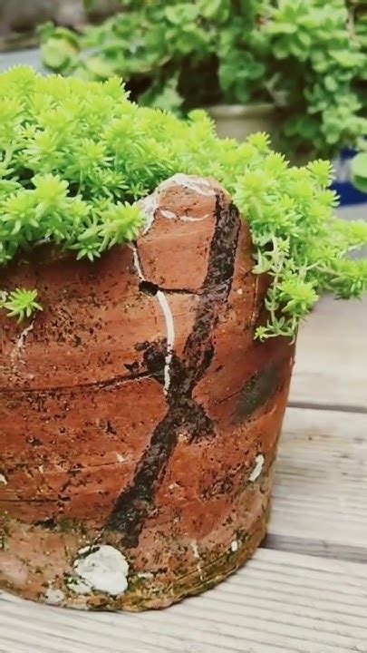 다육사랑 🌺 세덤 반려식물 감사합니다♡ Youtube