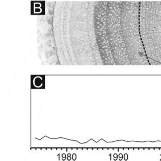 Methods Used For Roots Sampling And Exposure Identification A Download Scientific Diagram