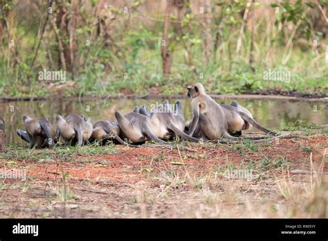 India Maharashtra Tadoba Andhari Tiger Reserve Tadoba National Park Hanuman Langur