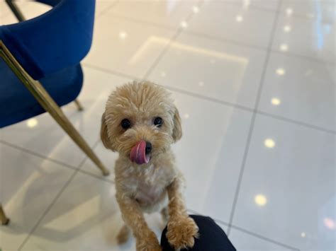 말티푸 보리 포메라니안성격 말티즈성격 말티푸성격 푸들성격 먼치킨성격 랙돌성격 브리티쉬숏헤어성격 스코티쉬폴드성격 러시안블루성격 강아지성격 고양이성격 털안빠지는비숑프리제 털안