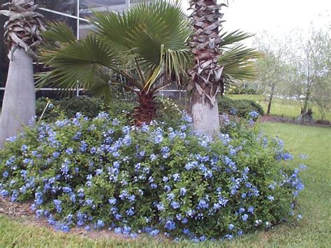 Blue Plumbago Florida Flowers Plants Tropical Landscaping