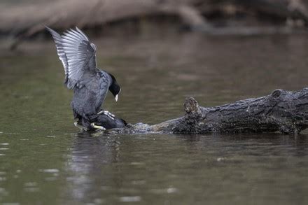 Sexual Intercourse Stock Pictures Editorial Images And Stock Photos Shutterstock Editorial